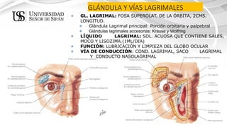 Anatomia Del Ojo Y Anexos Uss 2024 1pptx