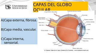 ANATOMIA DEL OJO Y ANEXOS uss 2024-1.pptx