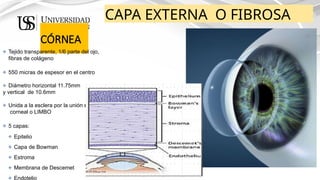 ANATOMIA DEL OJO Y ANEXOS uss 2024-1.pptx