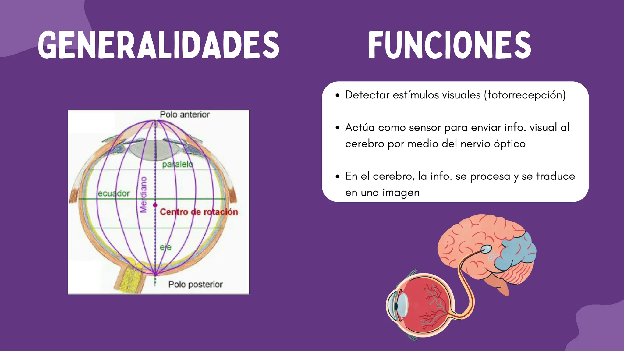 ANATOMIA DEL OJO Y SUS ANEXOS. GLANDULAS LAGRIMALES | PPT