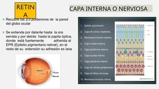 anatomia de los ojos y anexos .pptx