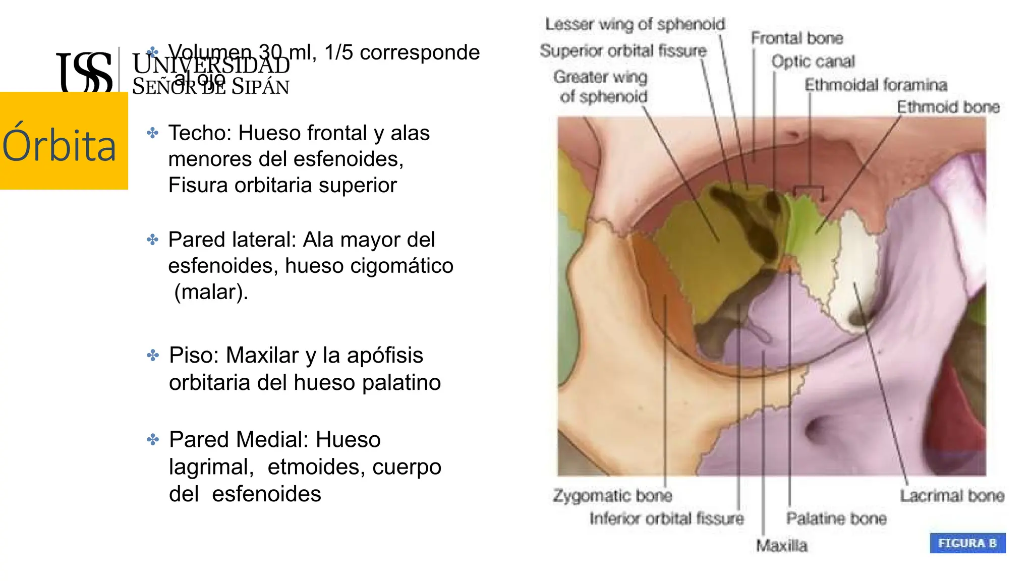 anatomia del ojo y anexos .pptx