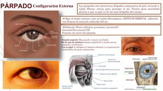 Anatomía del ojo y párpado | PPT