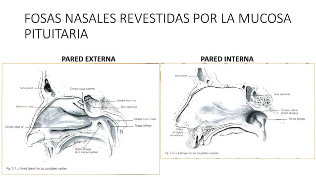 ANATOMIA DEL ORGANO DEL OLFATO.......... | PDF