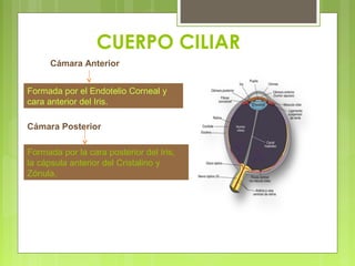 Anatomia del organo ocular | PPT