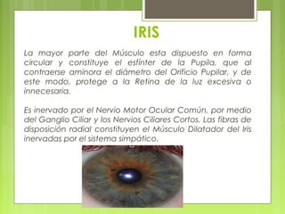 Anatomia del organo ocular | PPT