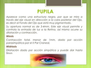 Anatomia del organo ocular | PPT