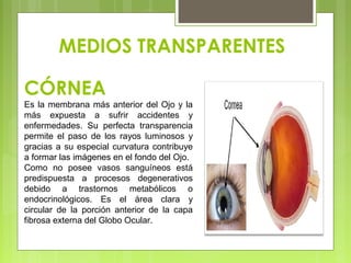 Anatomia del organo ocular | PPT
