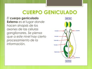 Anatomia del organo ocular | PPT