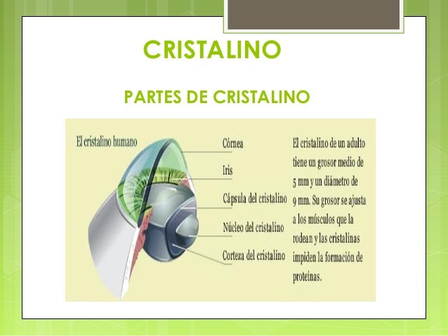 Anatomia del organo ocular