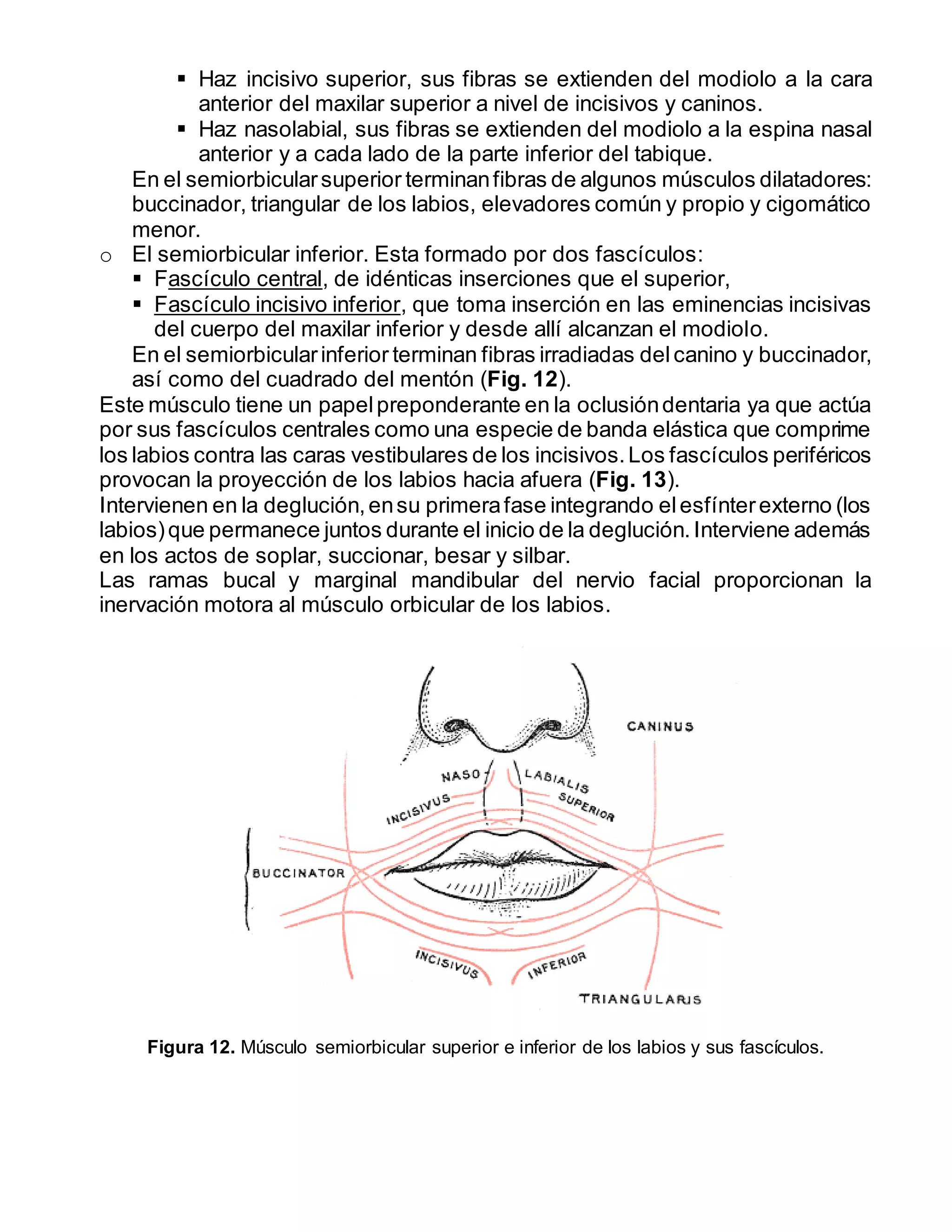 ANATOMIA DE LOS LABIOS Y DE LA REGION PERIORAL | DOCX