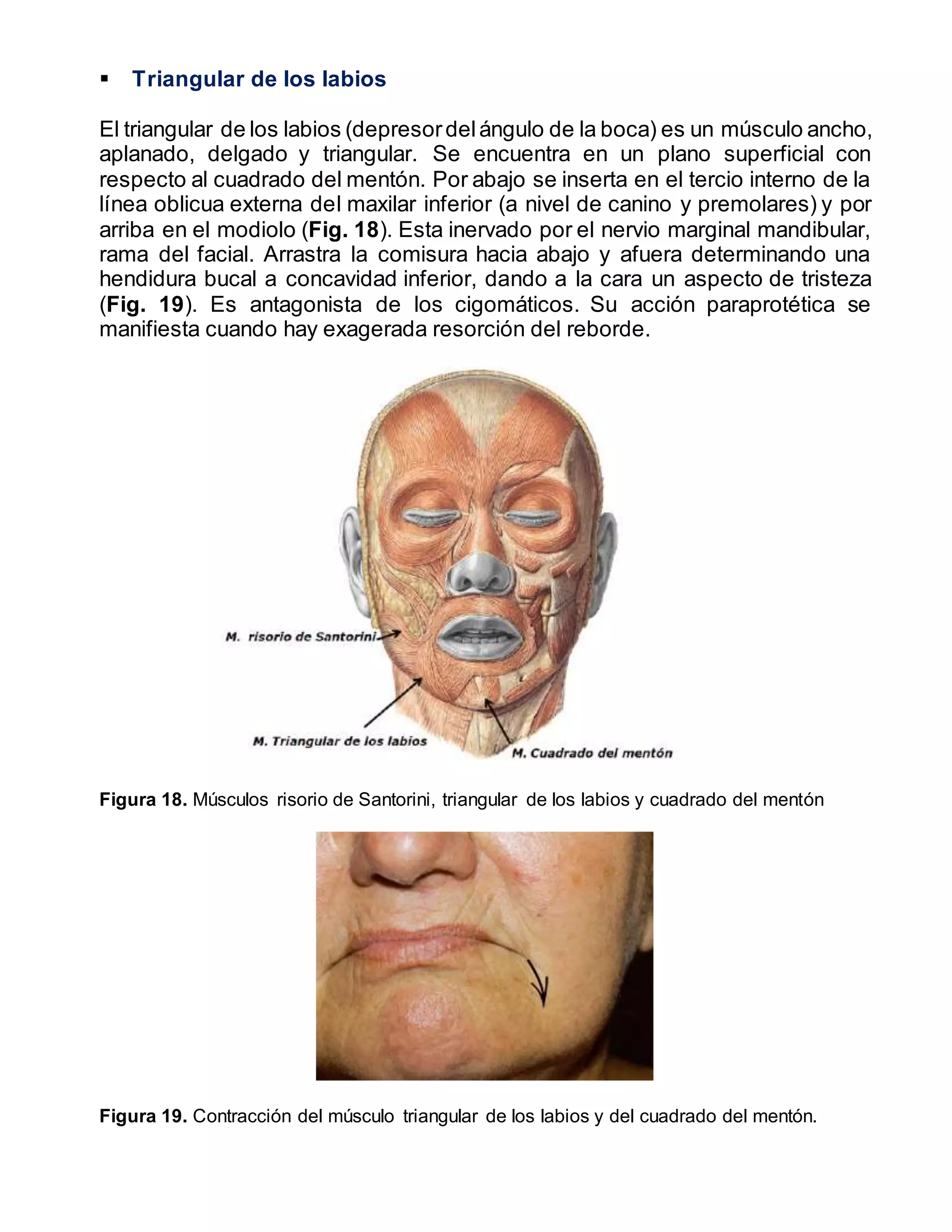 ANATOMIA DE LOS LABIOS Y DE LA REGION PERIORAL | DOCX
