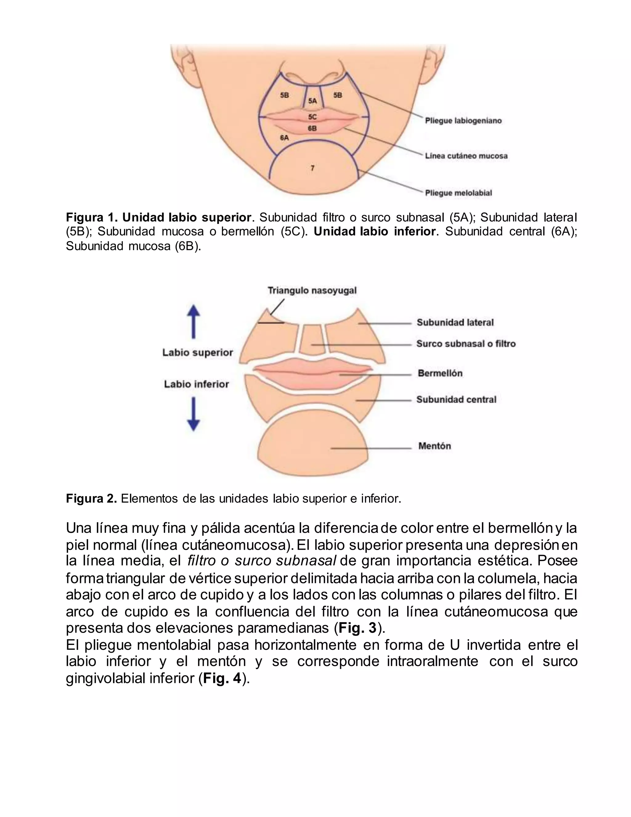 Anatomía Del Labio Tubérculo ANATOMIA DE LOS LABIOS Y DE LA REGION