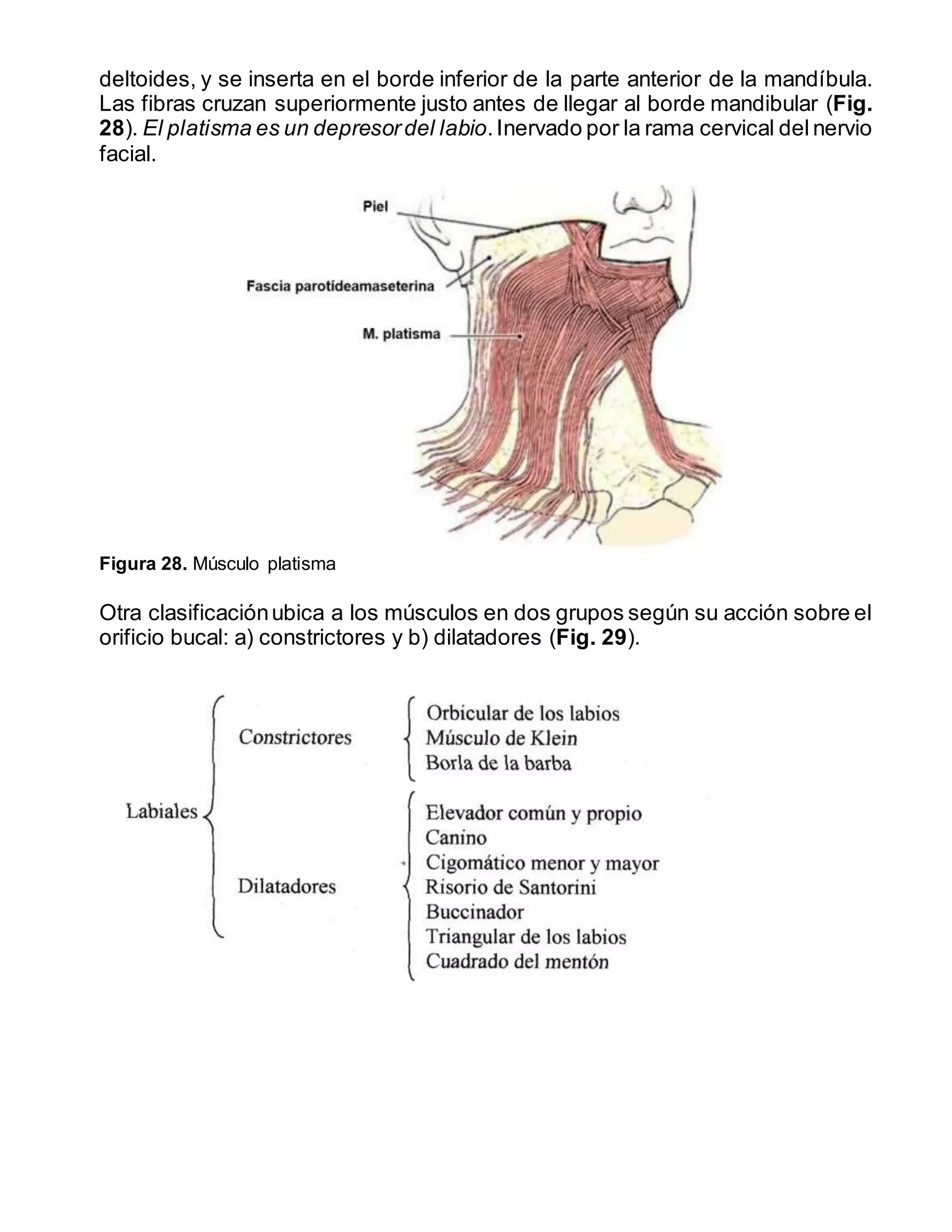 ANATOMIA DE LOS LABIOS Y DE LA REGION PERIORAL | DOCX
