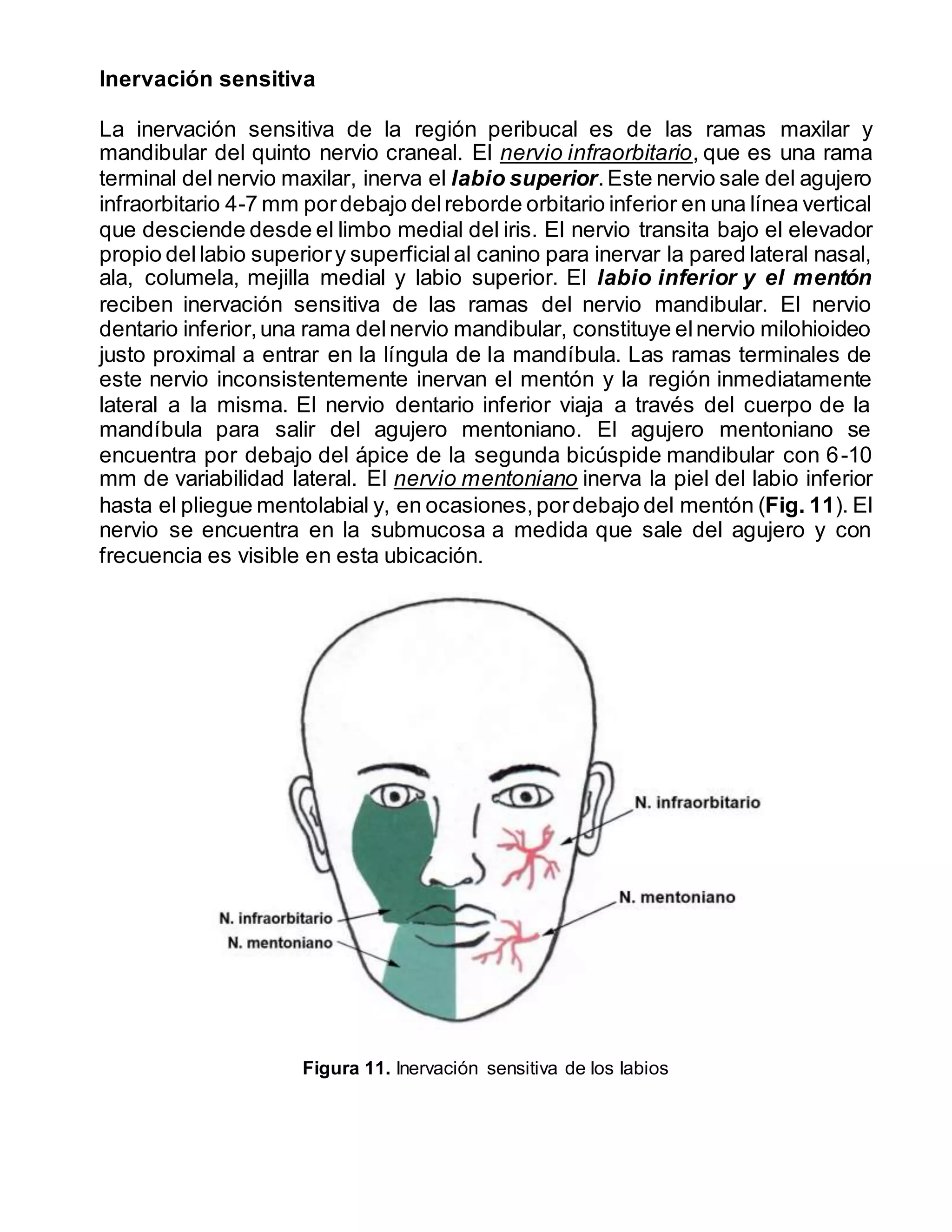 ANATOMIA DE LOS LABIOS Y DE LA REGION PERIORAL | DOCX