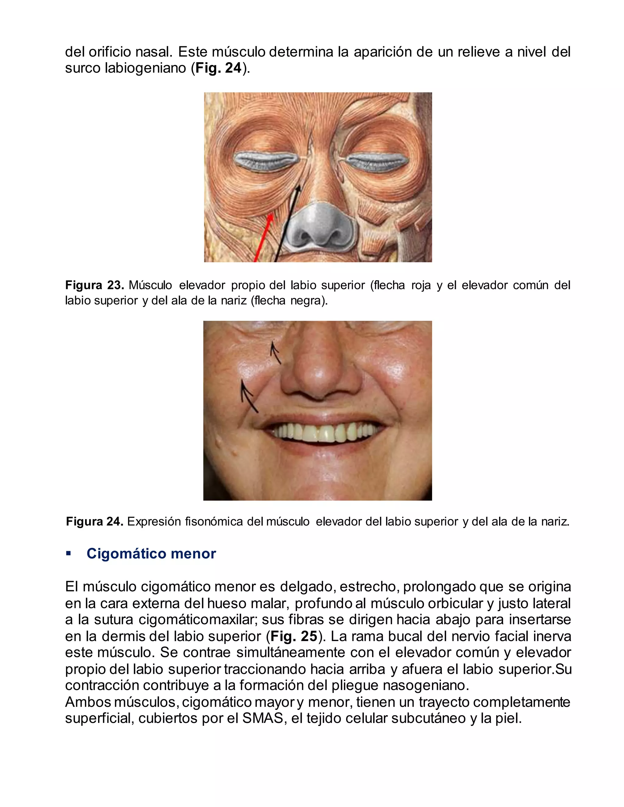ANATOMIA DE LOS LABIOS Y DE LA REGION PERIORAL
