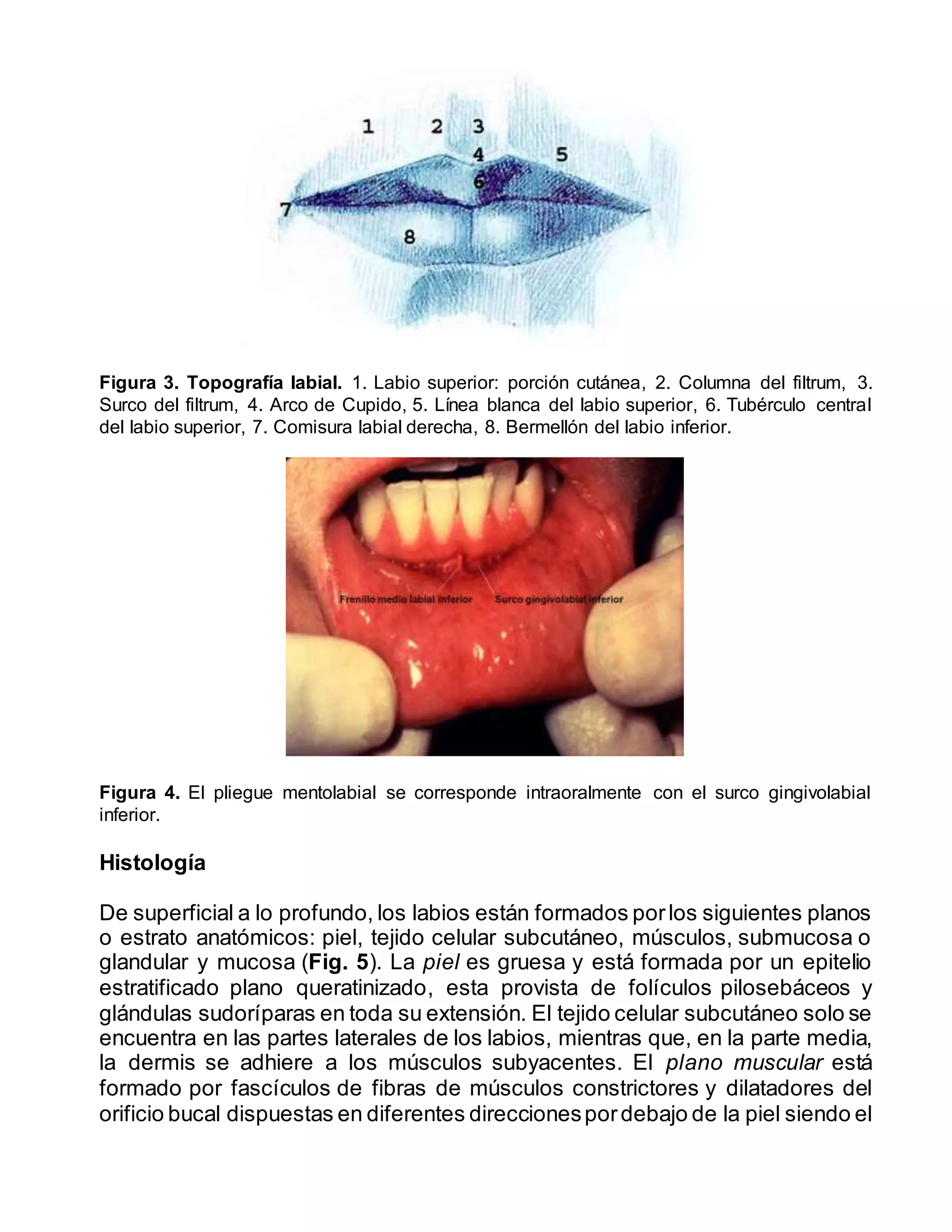 ANATOMIA DE LOS LABIOS Y DE LA REGION PERIORAL