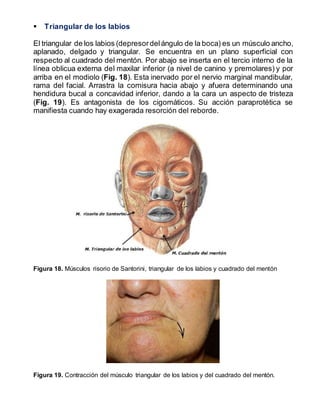 ANATOMIA DE LOS LABIOS Y DE LA REGION PERIORAL | DOCX
