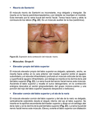 ANATOMIA DE LOS LABIOS Y DE LA REGION PERIORAL | DOCX