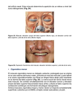 ANATOMIA DE LOS LABIOS Y DE LA REGION PERIORAL | DOCX
