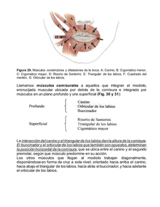 ANATOMIA DE LOS LABIOS Y DE LA REGION PERIORAL | DOCX