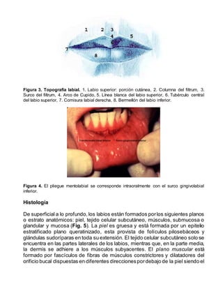 ANATOMIA DE LOS LABIOS Y DE LA REGION PERIORAL | DOCX