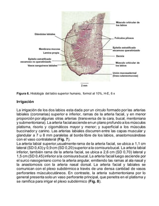 ANATOMIA DE LOS LABIOS Y DE LA REGION PERIORAL | DOCX