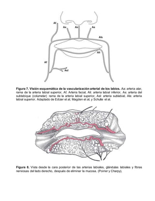 ANATOMIA DE LOS LABIOS Y DE LA REGION PERIORAL | DOCX
