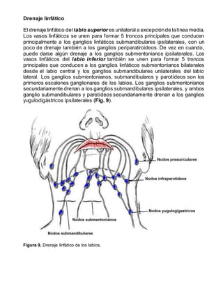ANATOMIA DE LOS LABIOS Y DE LA REGION PERIORAL | DOCX