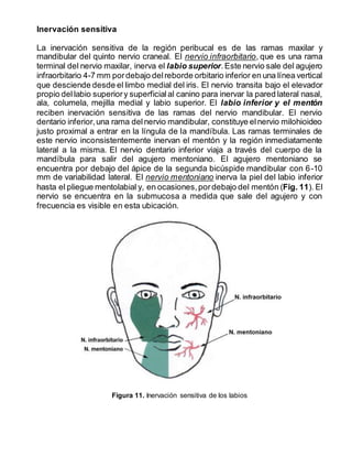 ANATOMIA DE LOS LABIOS Y DE LA REGION PERIORAL | DOCX