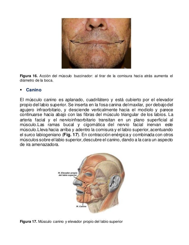 ANATOMIA DE LOS LABIOS Y DE LA REGION PERIORAL