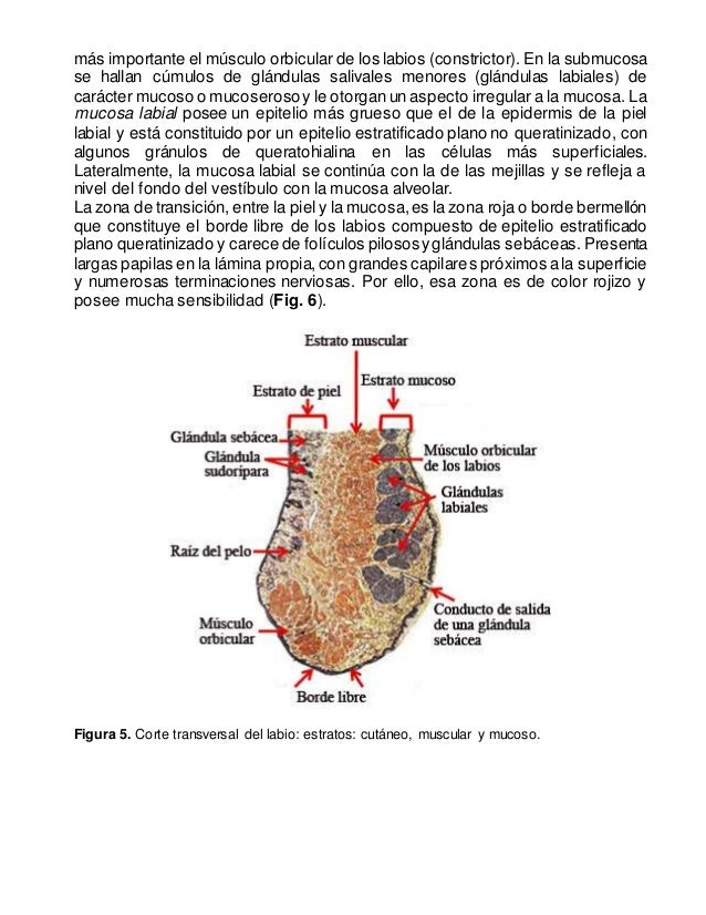 ANATOMIA DE LOS LABIOS Y DE LA REGION PERIORAL