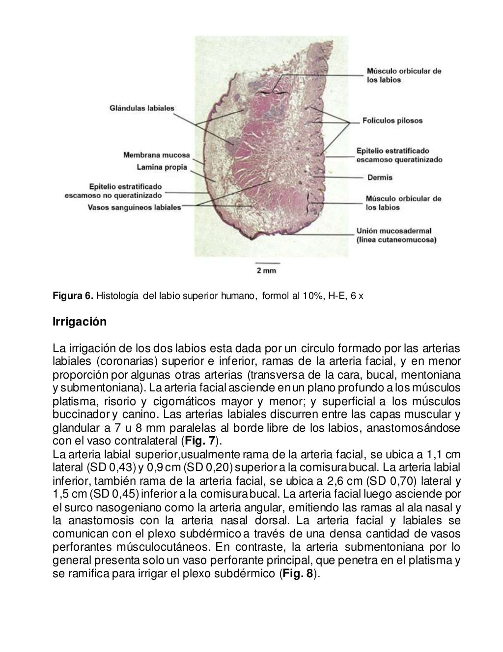 ANATOMIA DE LOS LABIOS Y DE LA REGION PERIORAL
