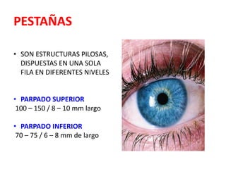 Anatomia de los parpados | PPTX