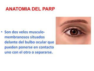 Anatomia de los parpados | PPTX