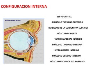 Anatomia de los parpados | PPTX