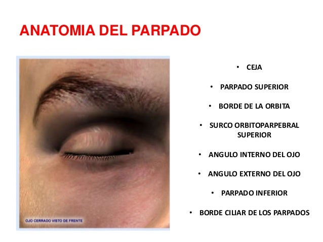 Anatomia de los parpados