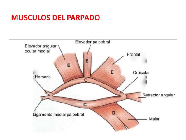 Anatomia de los parpados