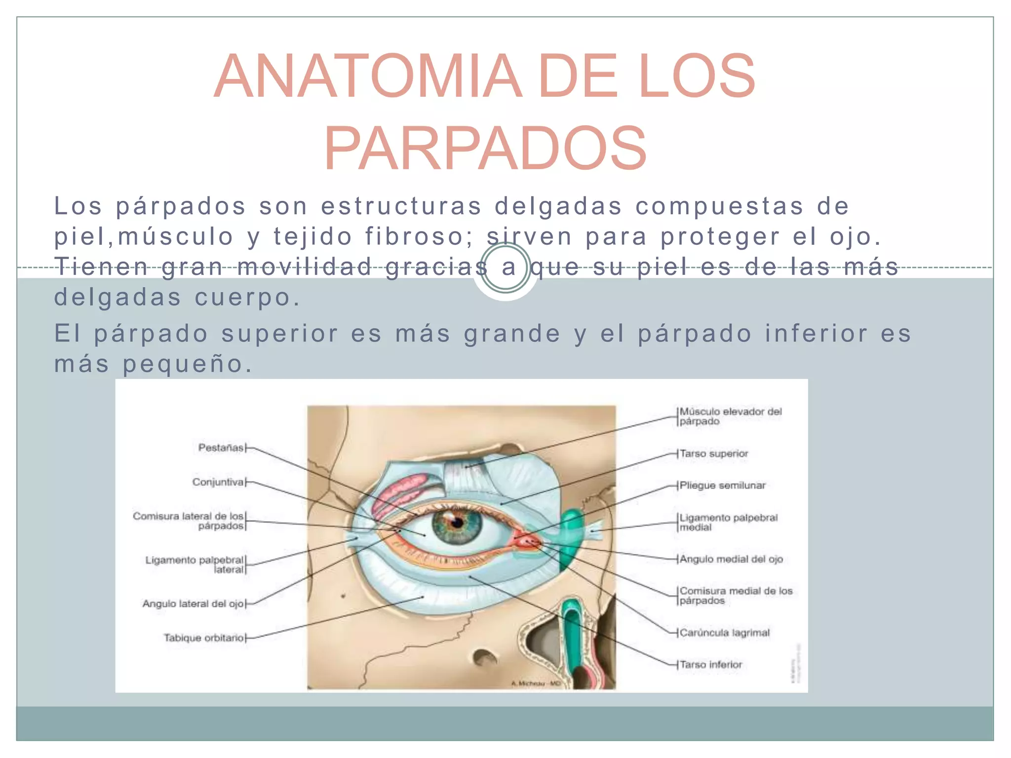 ANATOMIA DE LOS PARPADOS.pptx