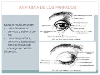 ANATOMIA DE LOS PARPADOS.pptx