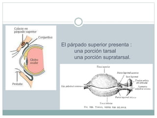 ANATOMIA DE LOS PARPADOS.pptx