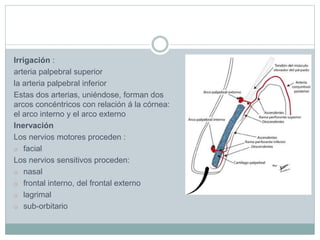 ANATOMIA DE LOS PARPADOS.pptx