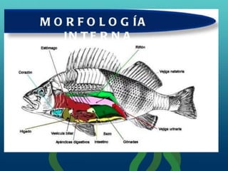 Anatomía de los peces salazar trujillo | PPTX