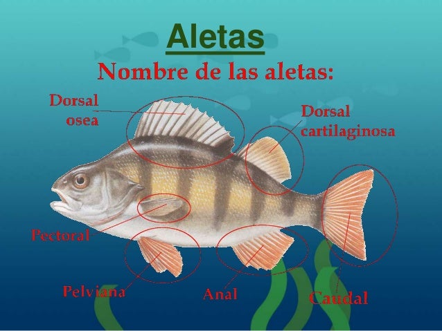 Anatomía de los peces salazar trujillo