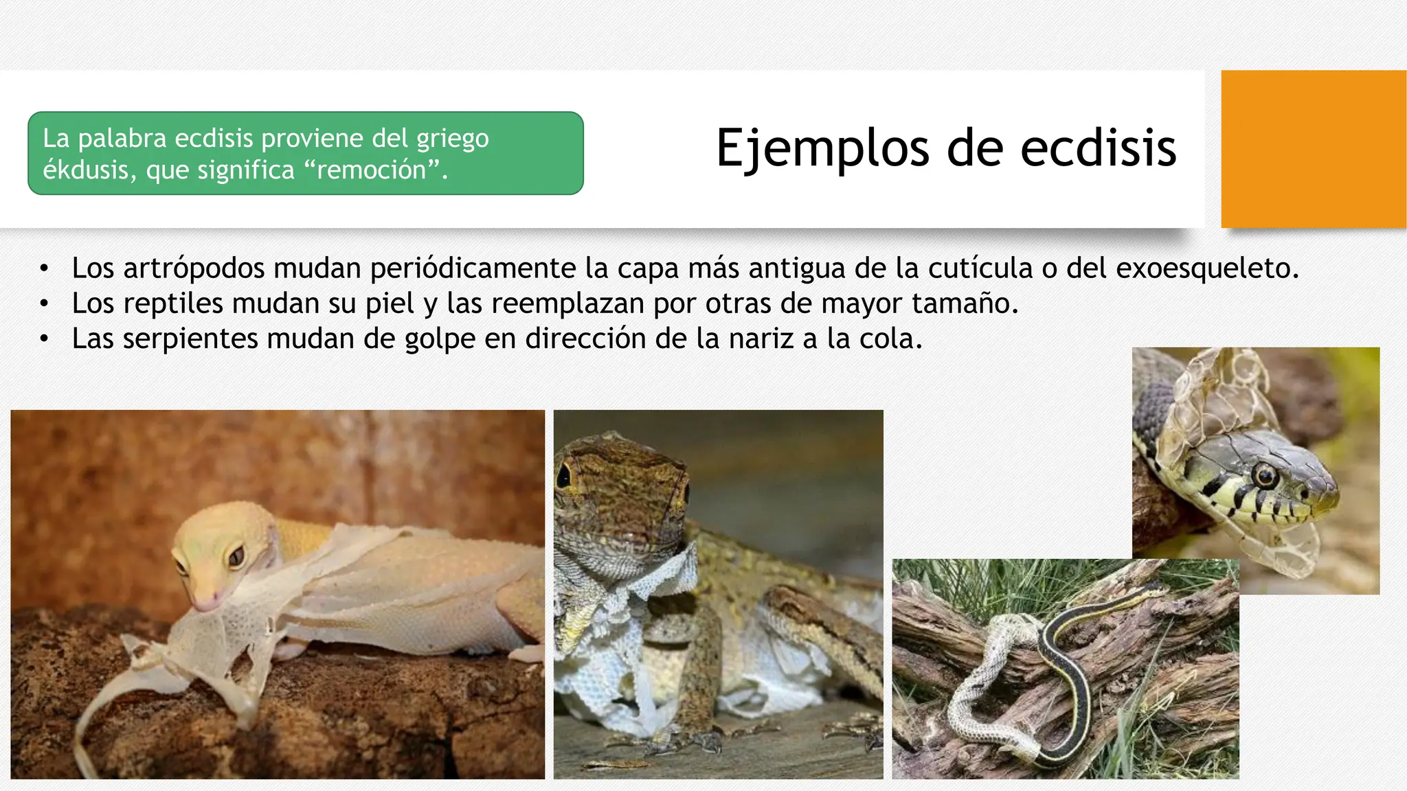 Anatomia de los reptiles y su descripción | PDF