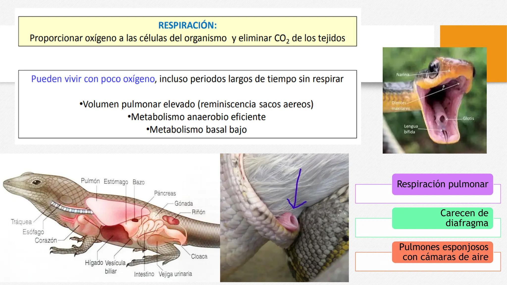 Anatomia de los reptiles y su descripción | PPT