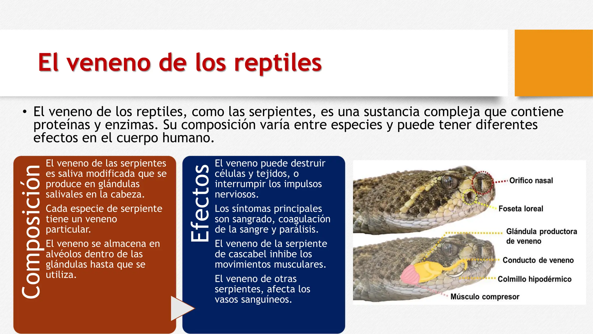 Anatomia de los reptiles y su descripción | PDF