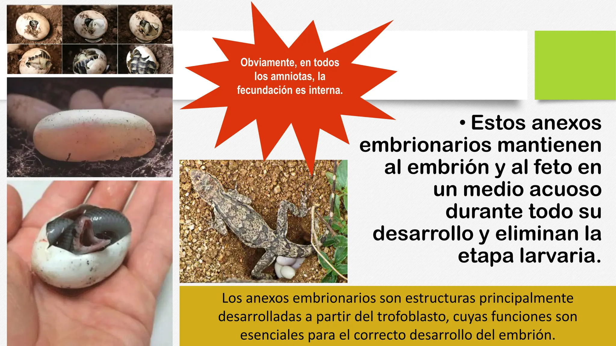 Anatomia de los reptiles y su descripción | PDF