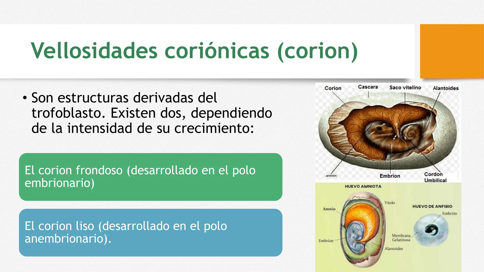 Anatomia de los reptiles y su descripción | PDF