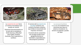 Anatomia de los reptiles y su descripción | PDF